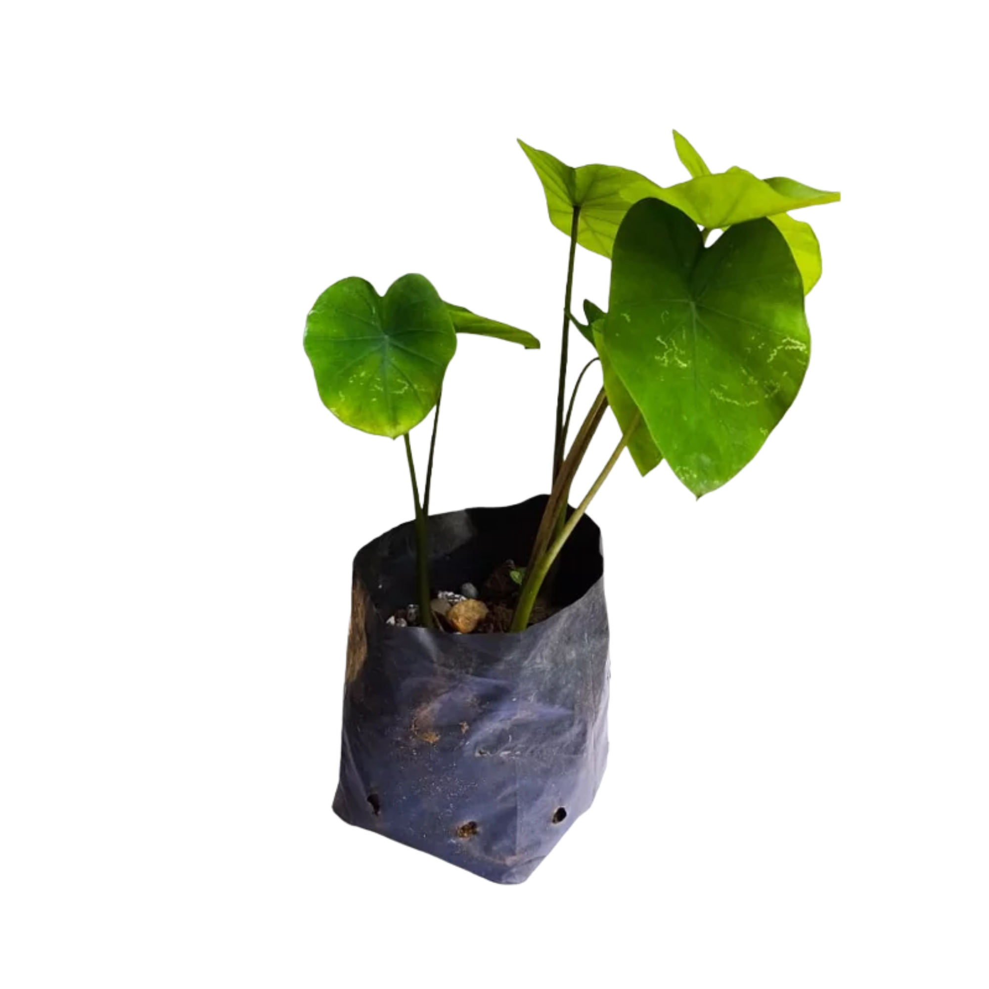Vegetables Plant – Ransaru