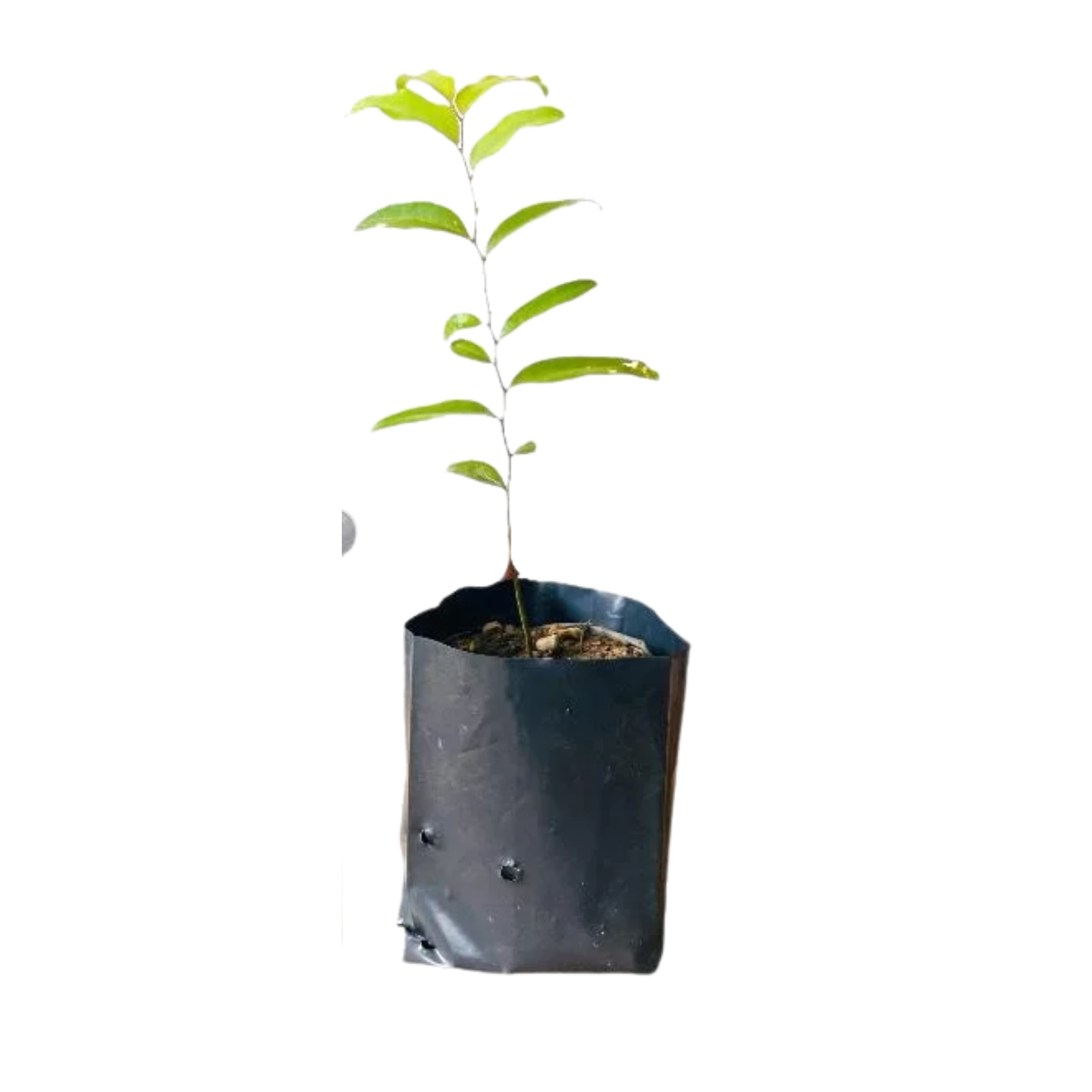 Forest Plants – Ransaru